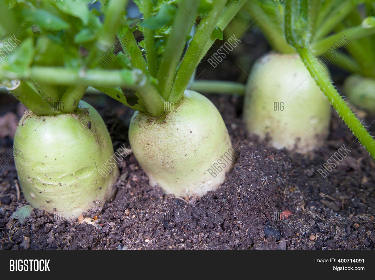 Daikon (mooli) Radish Image & Photo (Free Trial) | Bigstock