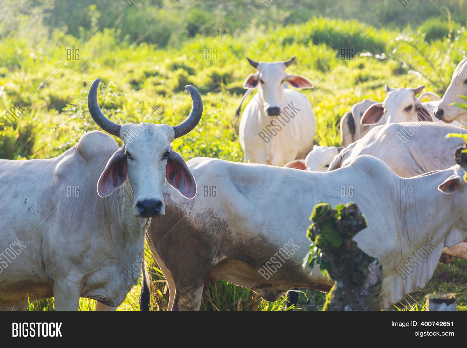 White Cow On Grassland Image & Photo (Free Trial) | Bigstock