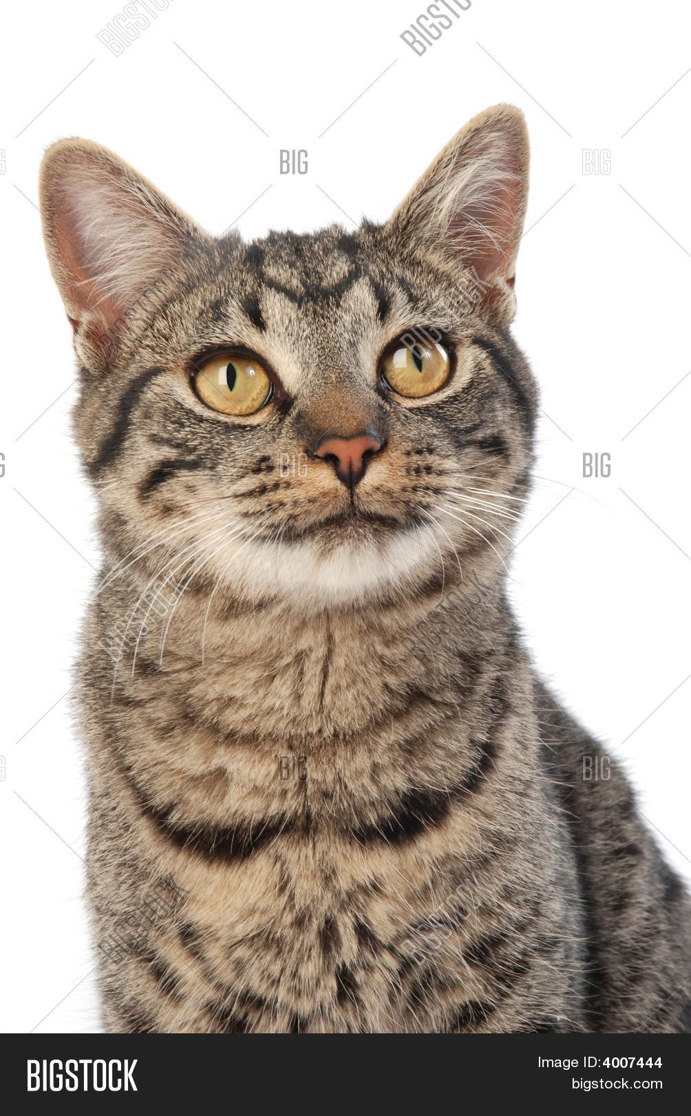 Wide Eyed Cat Image & Photo (Free Trial) | Bigstock