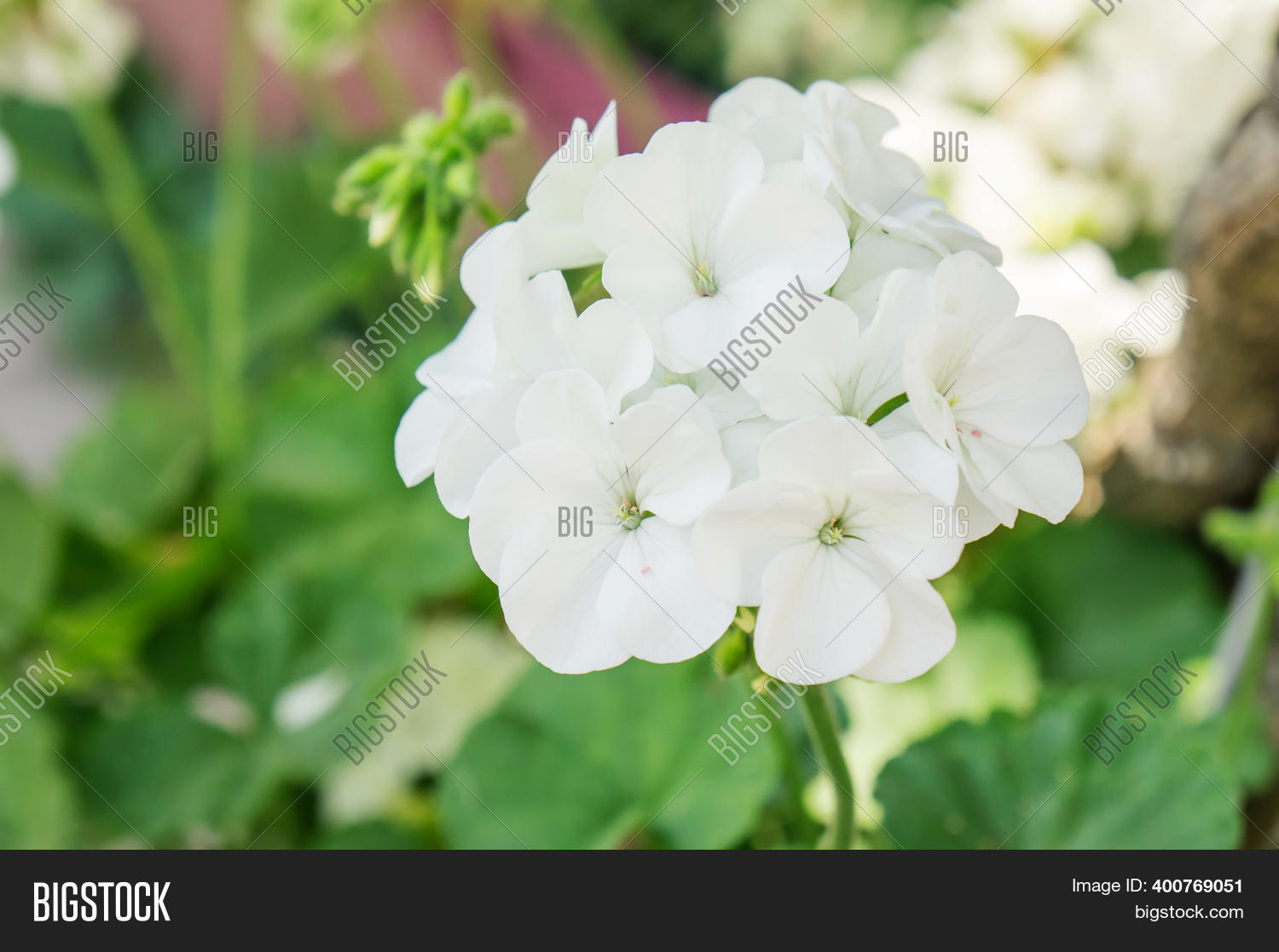 White Geranium Flower Image & Photo (Free Trial) | Bigstock