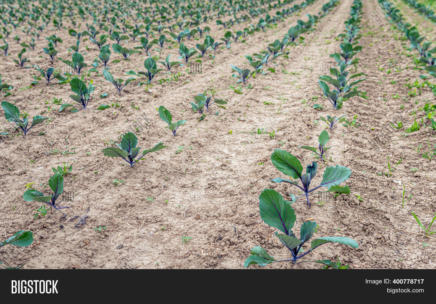 Small Red Cabbage Image & Photo (Free Trial) | Bigstock