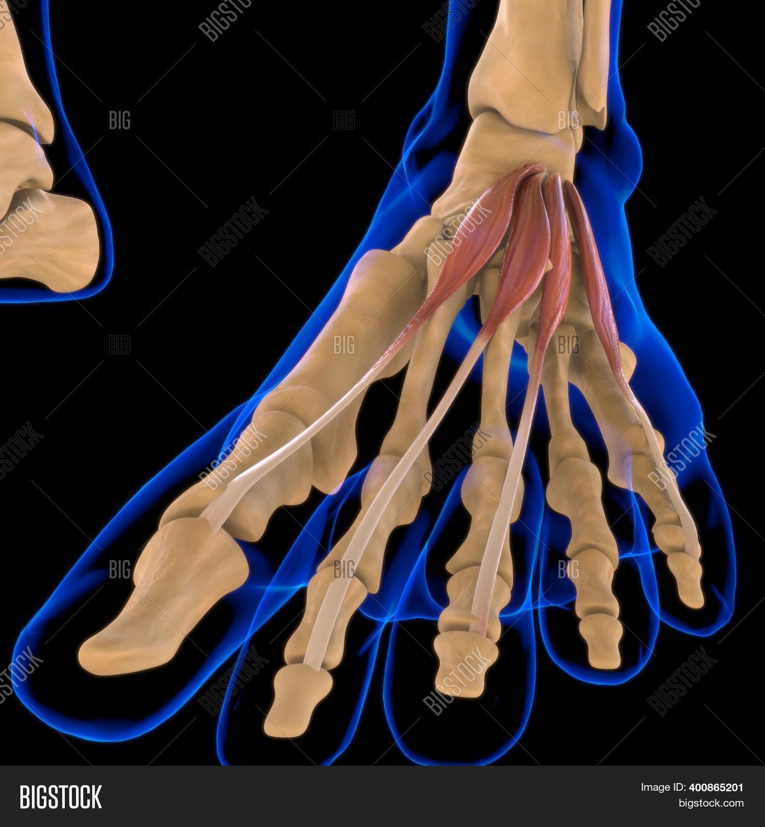 Extensor Hallucis Image & Photo (Free Trial) | Bigstock