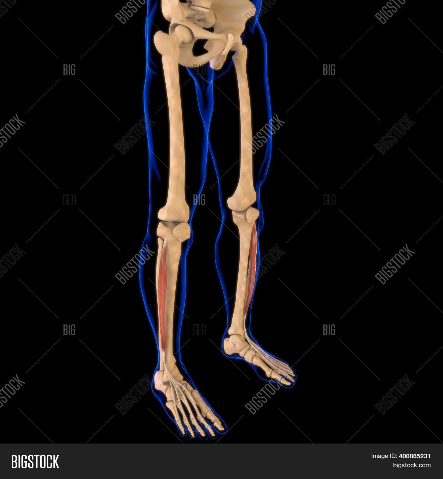 Extensor Digitorum Image & Photo (Free Trial) | Bigstock