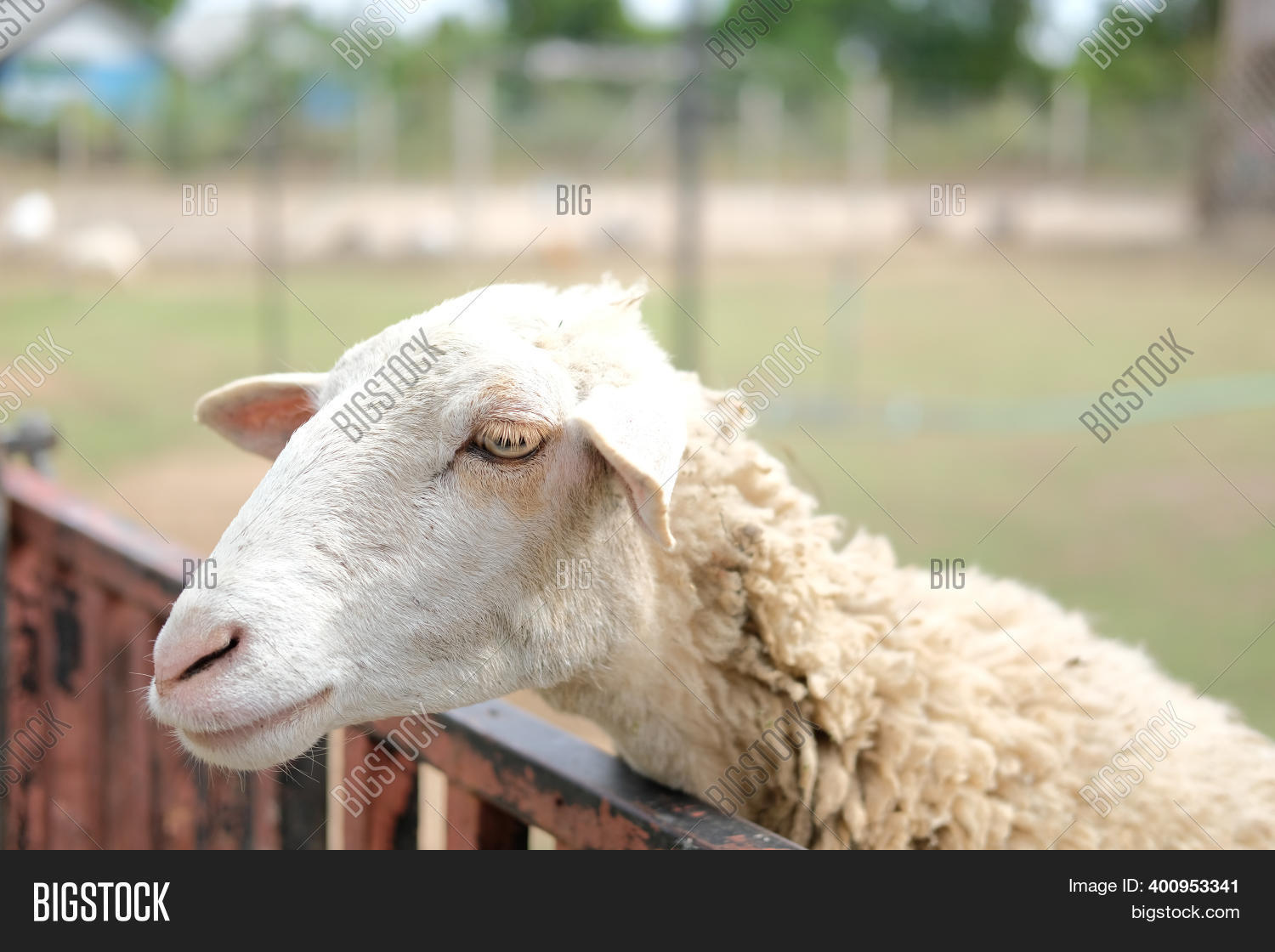 Sheep Ram Ewe Farm Image & Photo (Free Trial) | Bigstock