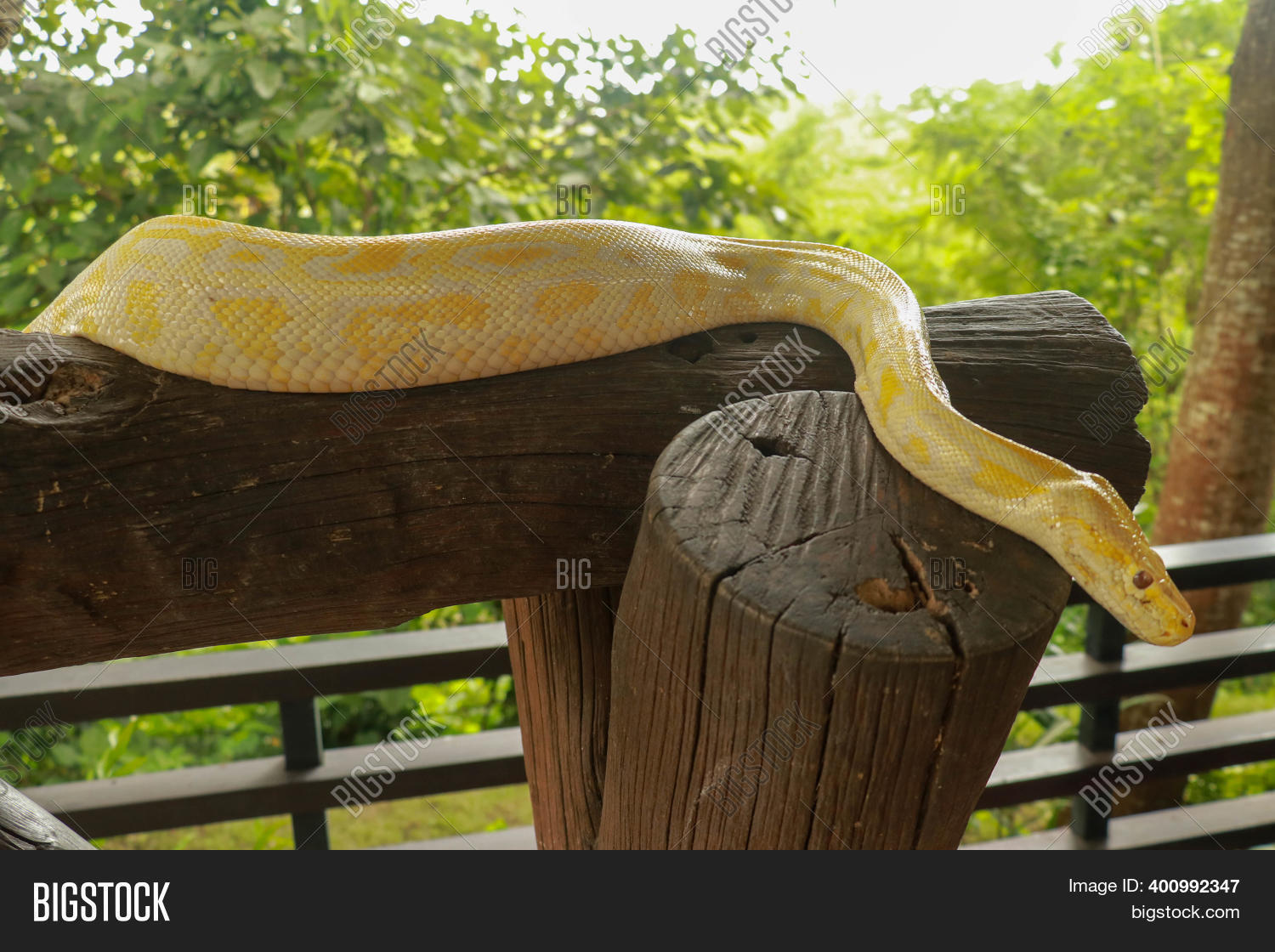 Young Yellow Burmese Image & Photo (Free Trial) | Bigstock