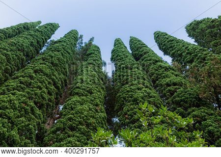 Beautiful Tall Cypress Image & Photo (Free Trial) | Bigstock