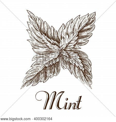 Hand Drawn Mint Vector & Photo (Free Trial) | Bigstock