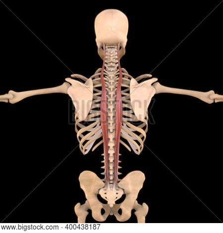 Longissimus Muscle Image & Photo (Free Trial) | Bigstock