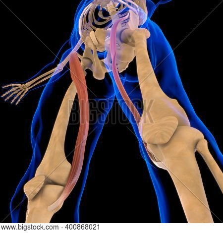 Sartorius Muscle Image & Photo (Free Trial) | Bigstock