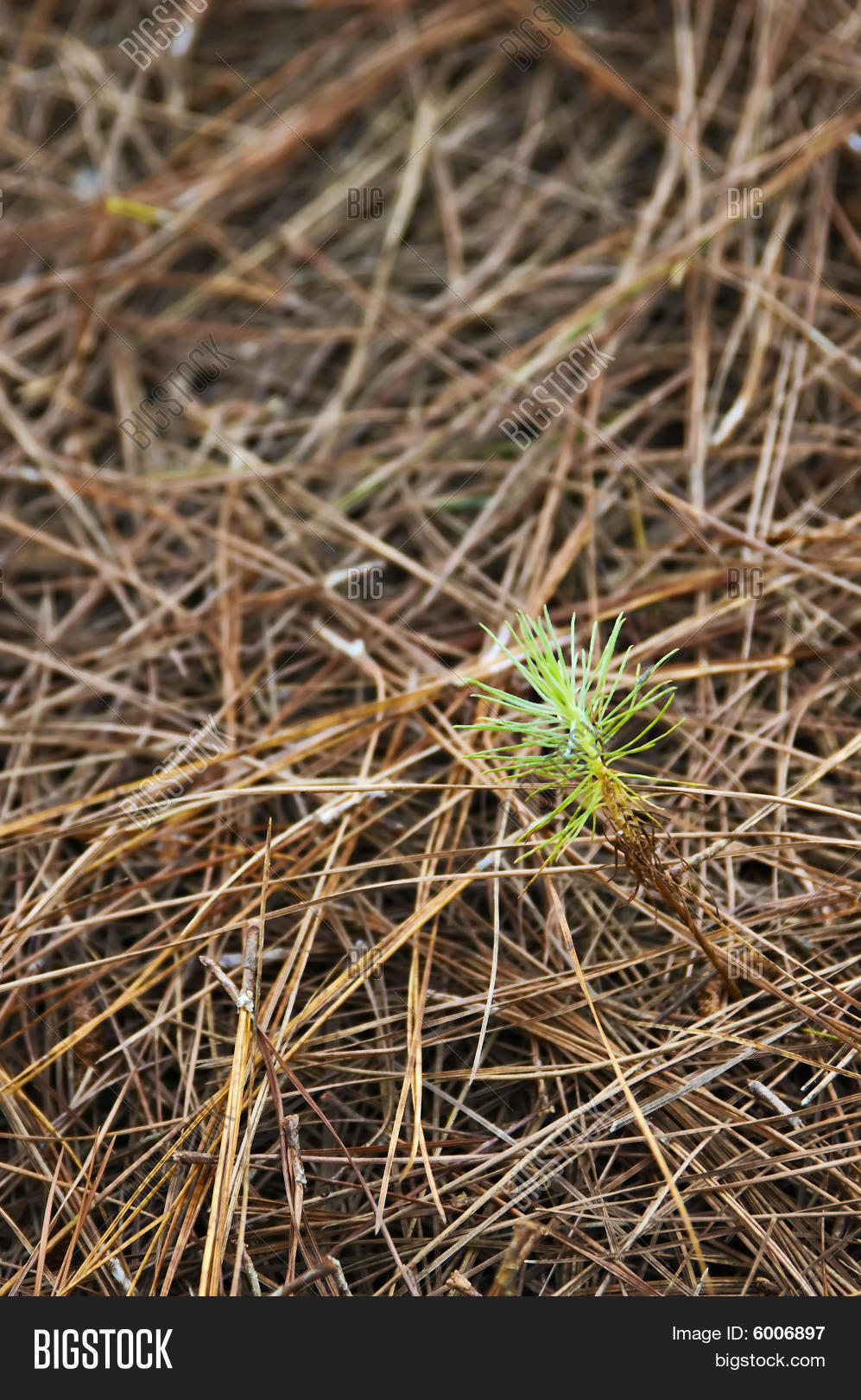 Pine Tree Seedling Image & Photo (Free Trial) | Bigstock