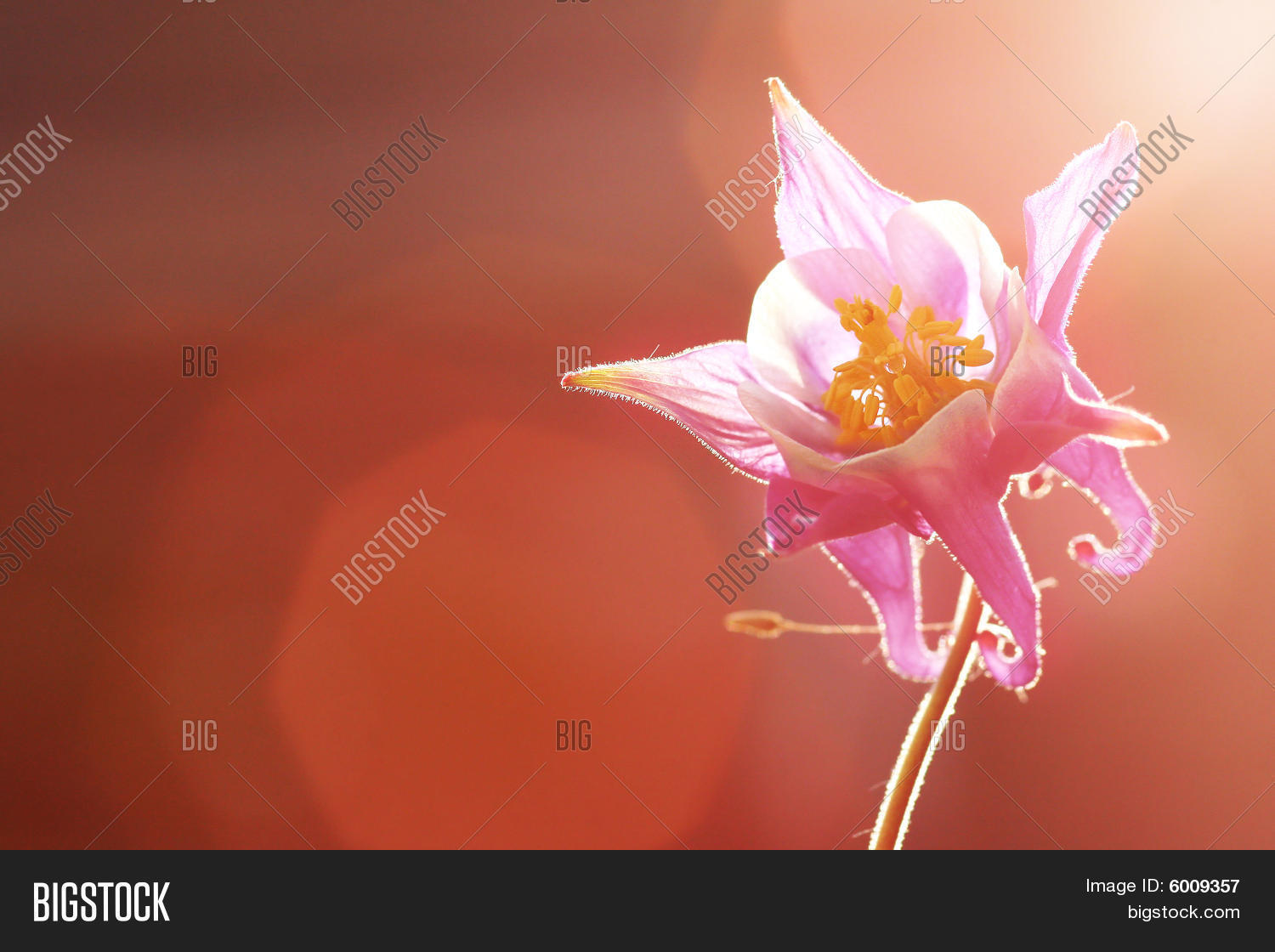 Flower Wih Sunset Image & Photo (Free Trial) | Bigstock