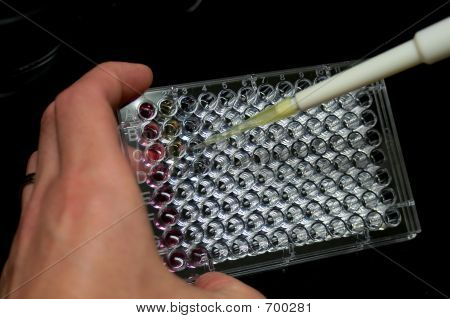 Pipetting Into 96-well Image & Photo (Free Trial) | Bigstock