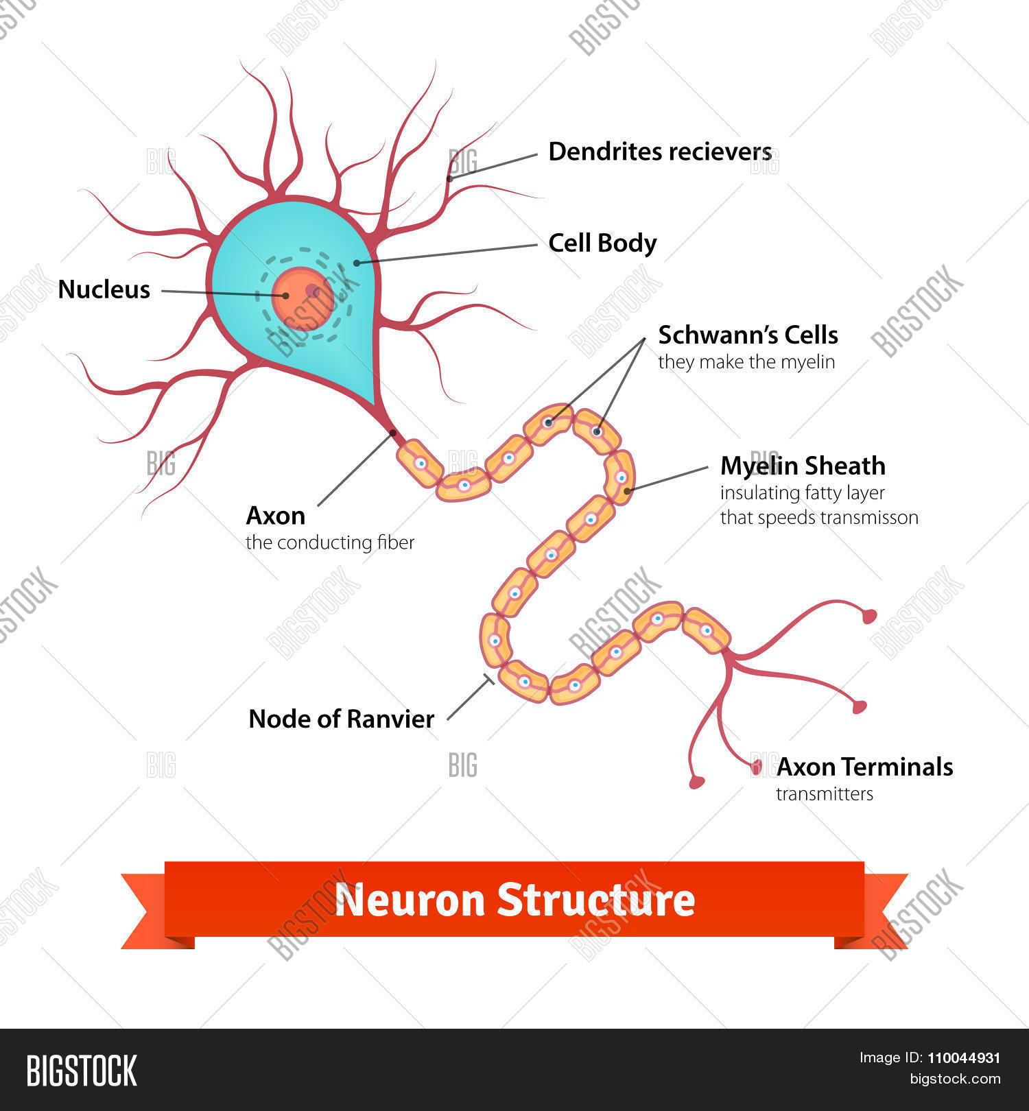 Brain Neuron Cell Vector & Photo (Free Trial) | Bigstock