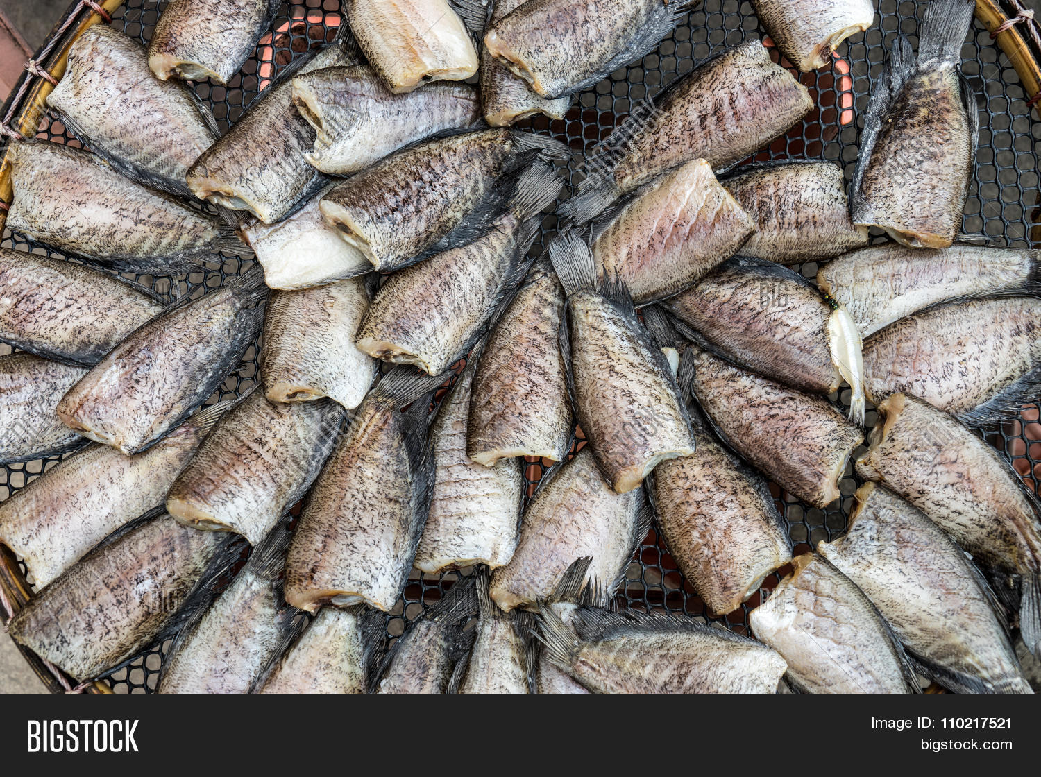 Trichogaster Image & Photo (Free Trial) | Bigstock