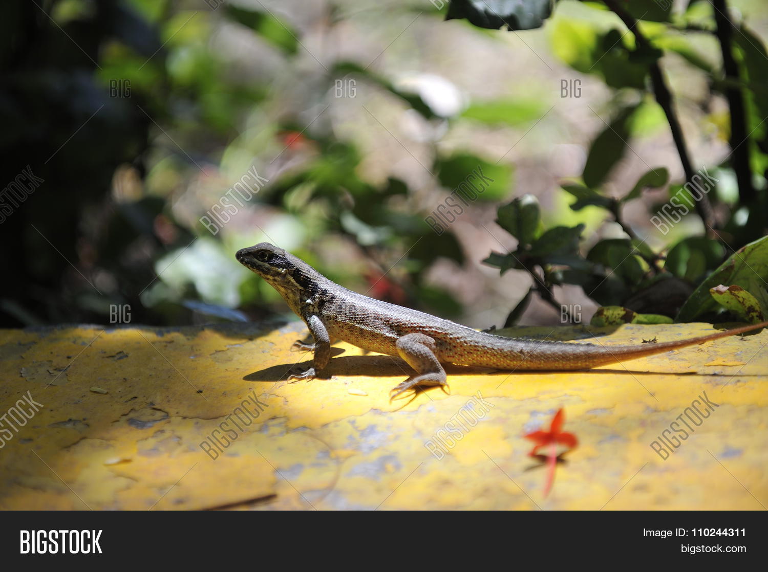 Common Grey Lizard Image & Photo (Free Trial) | Bigstock