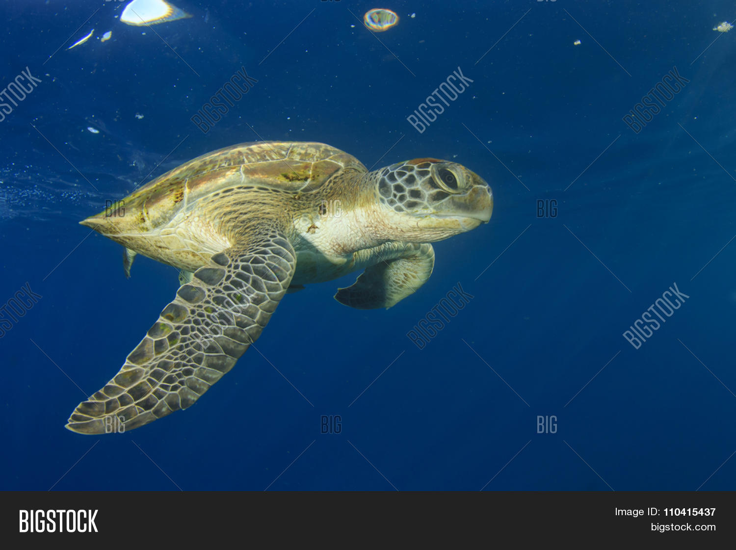 Sea Turtle Swims Below Image & Photo (Free Trial) | Bigstock
