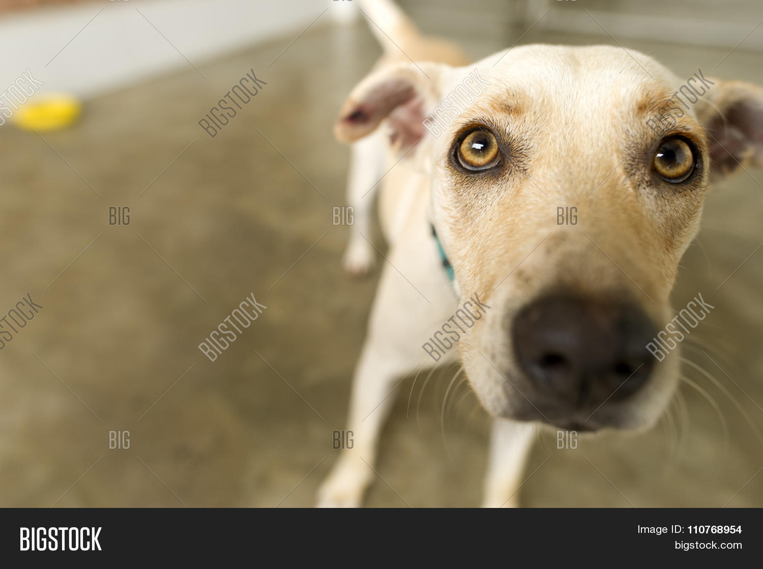 Funny Dog Eyes Image & Photo (Free Trial) | Bigstock