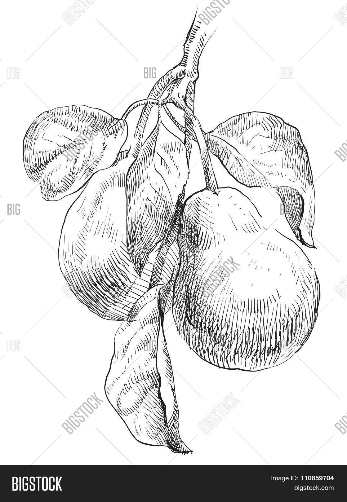 Pear Tree Drawing