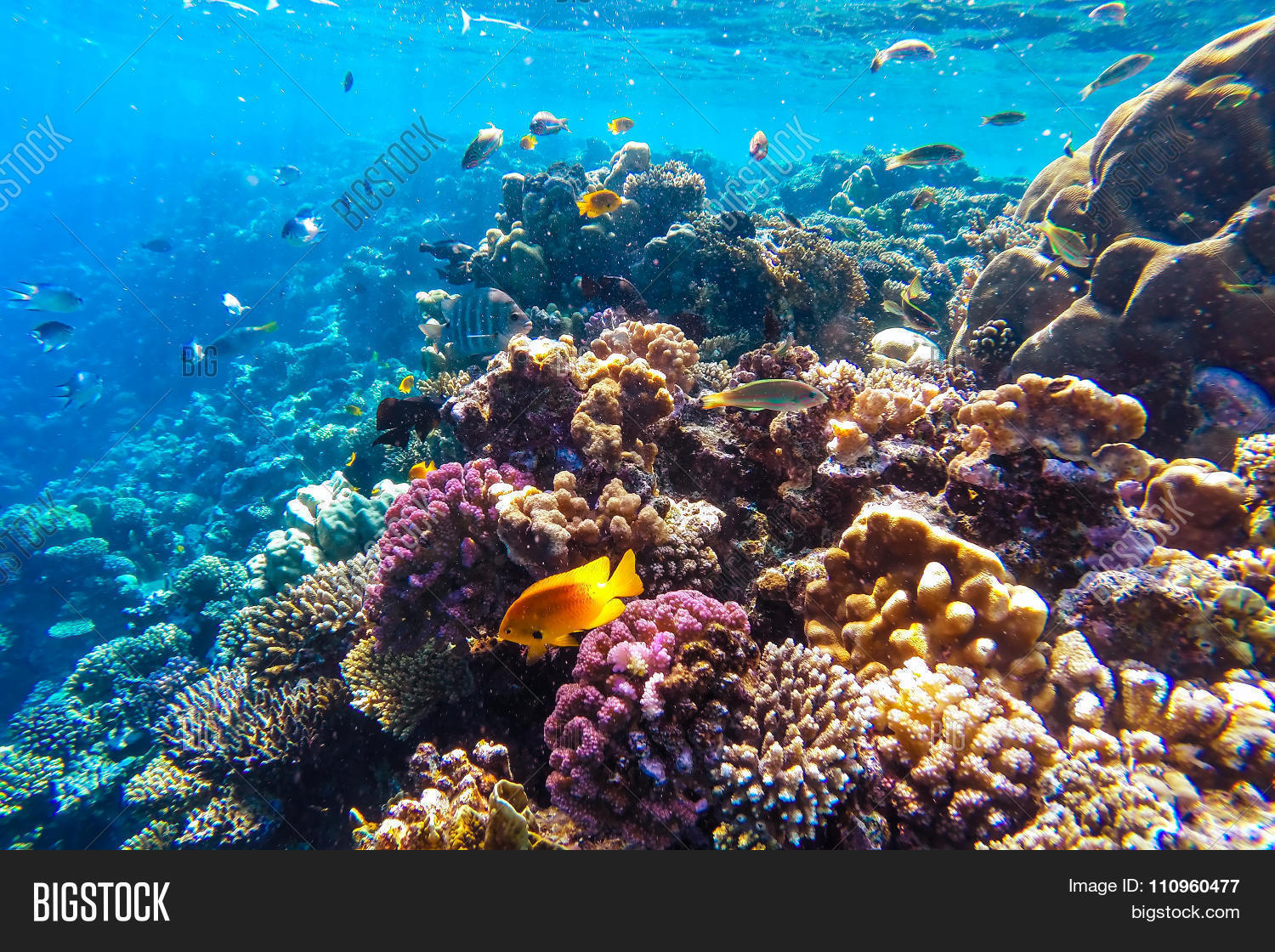 Red Sea Underwater Image & Photo (Free Trial) | Bigstock