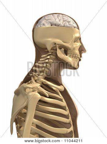 Anatomy Illustration Man Half Skeleton Half Images, Illustrations ...