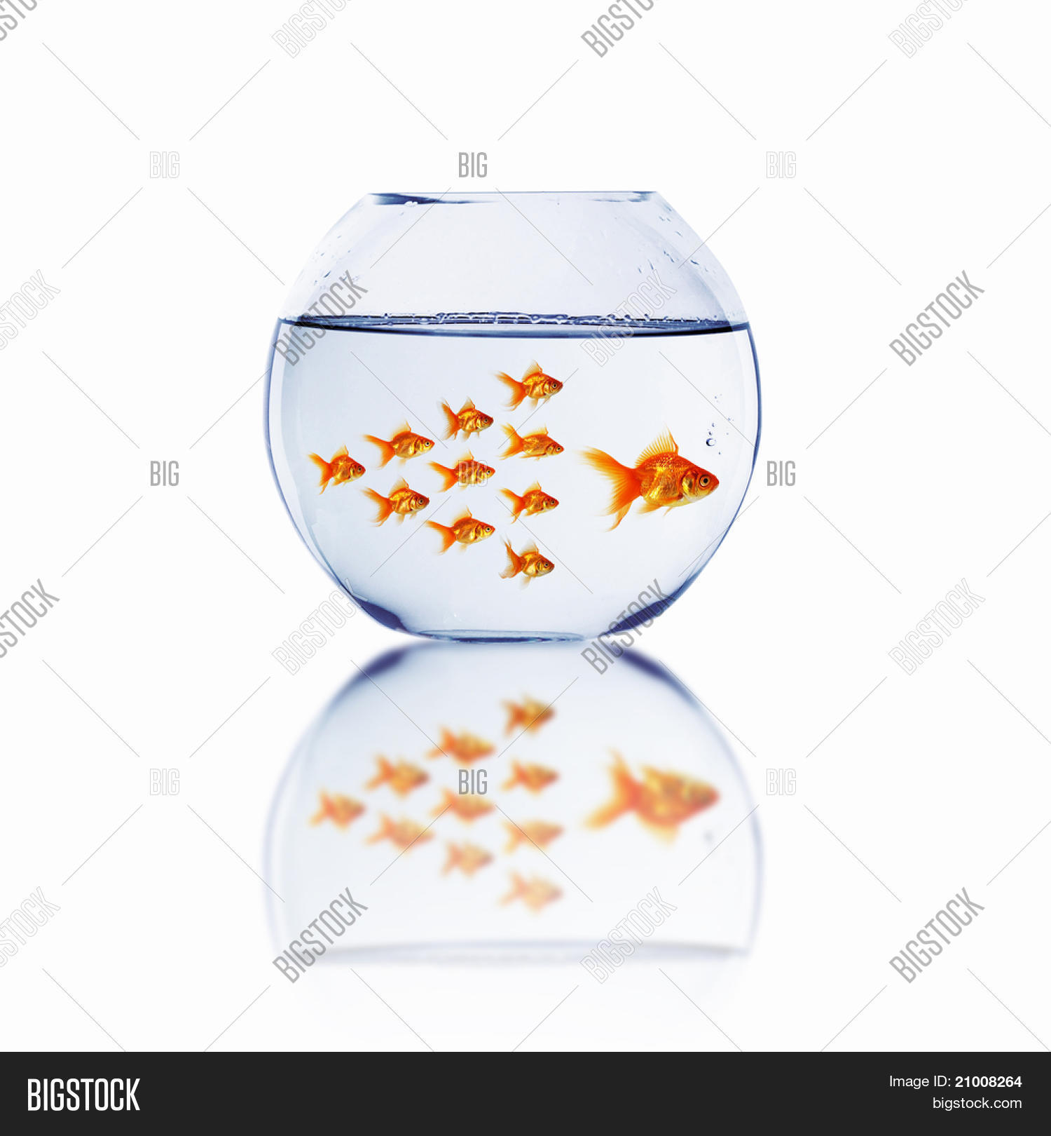 Many Gold Fish Image & Photo (Free Trial) | Bigstock