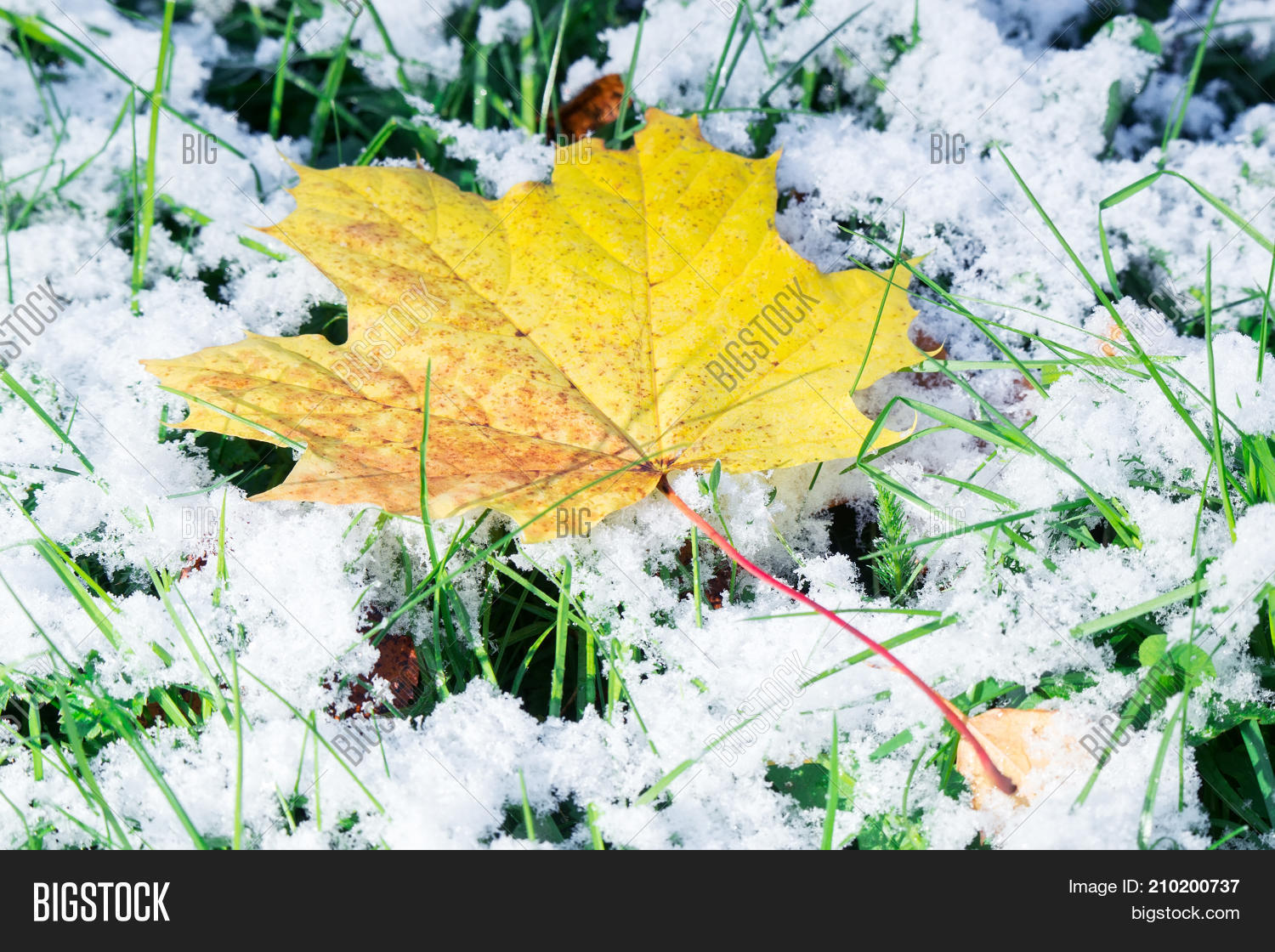 Maple Leaf On Snow Image & Photo (Free Trial) | Bigstock