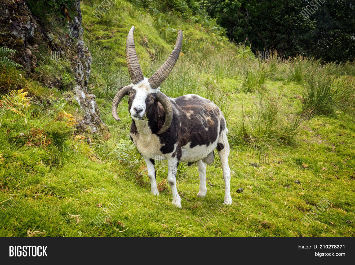 Creepy Goat Four Horns Image & Photo (Free Trial) | Bigstock