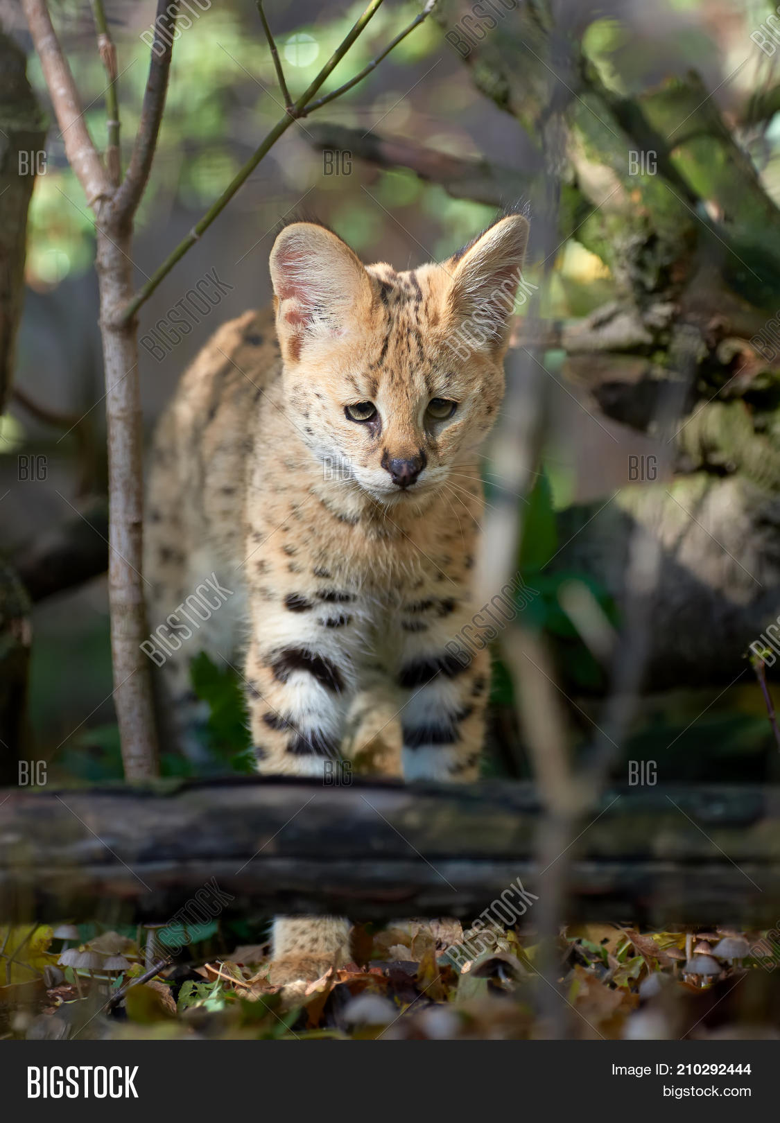 Serval Cat (felis Image & Photo (Free Trial) | Bigstock