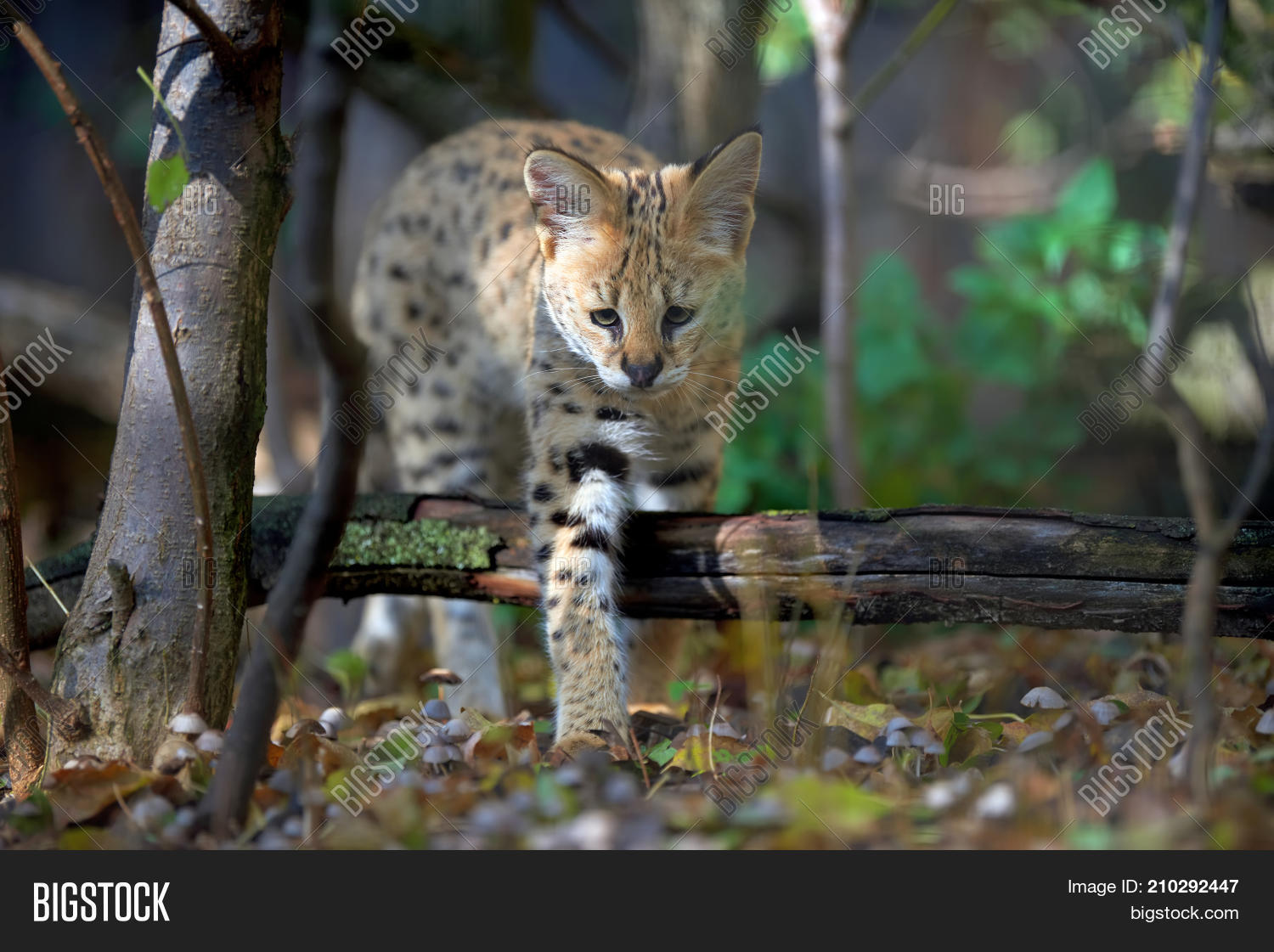 Serval Cat (felis Image & Photo (Free Trial) | Bigstock