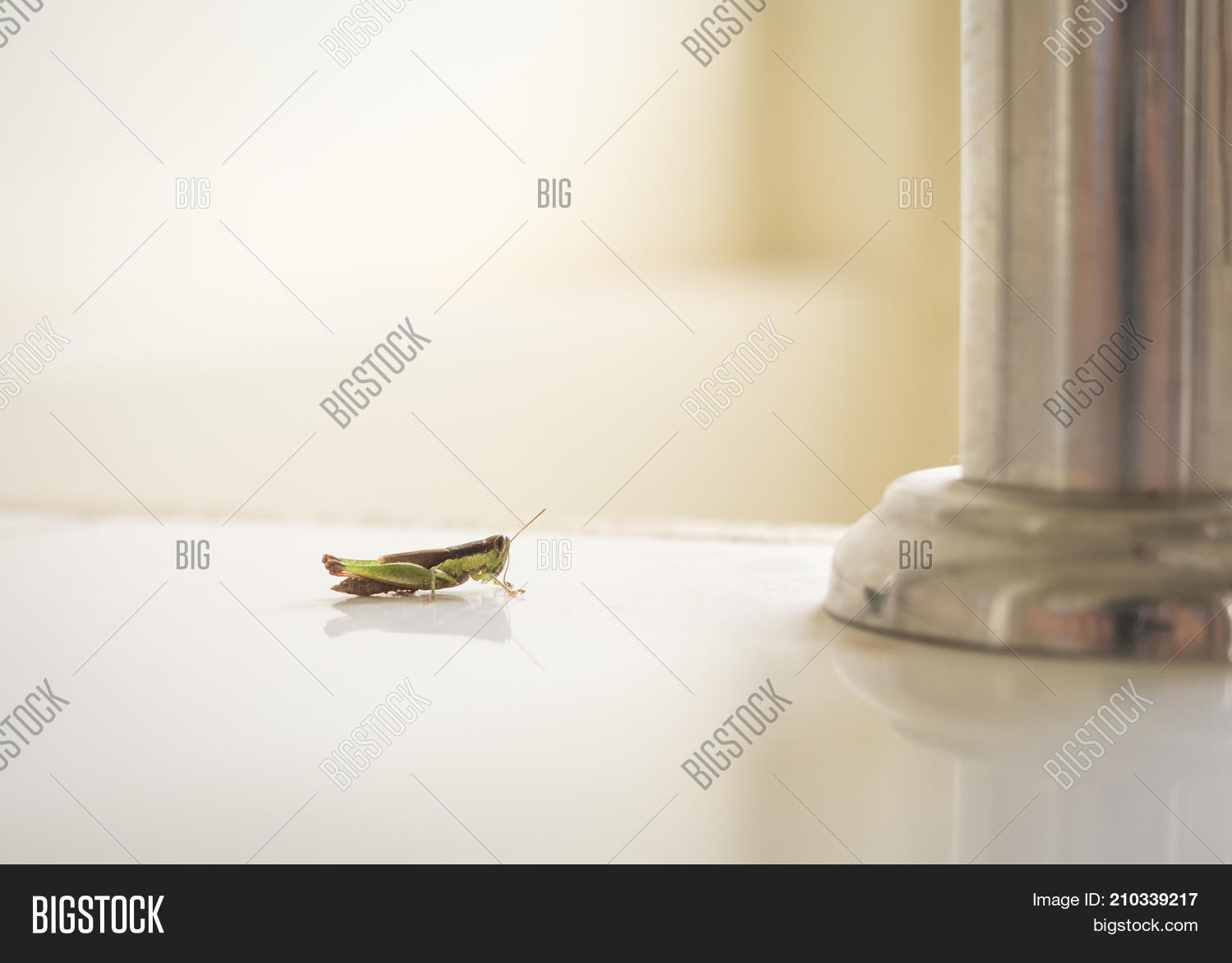 Grasshopper Inside Image & Photo (Free Trial) | Bigstock
