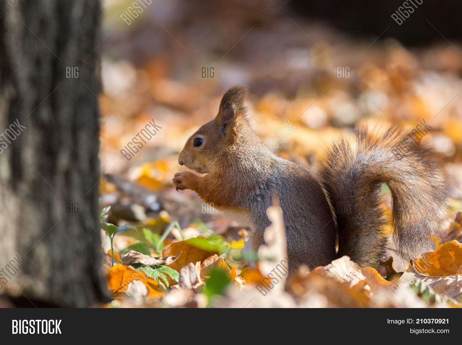Red Squirrel On Branch Image & Photo (Free Trial) | Bigstock