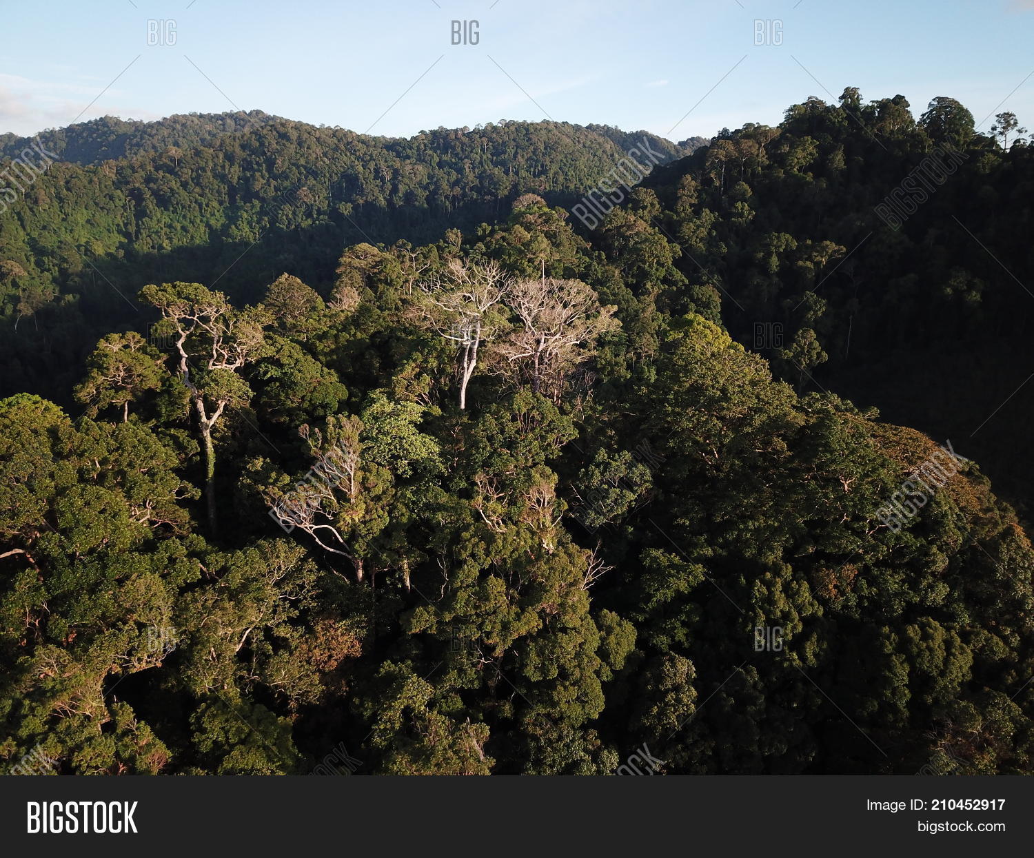 Rainforest. Aerial Image & Photo (Free Trial) | Bigstock