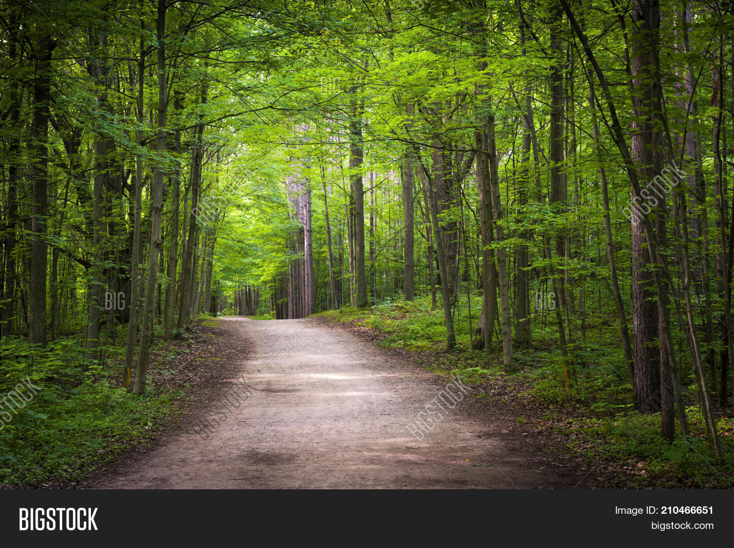 Hiking Trail Green Image & Photo (Free Trial) | Bigstock