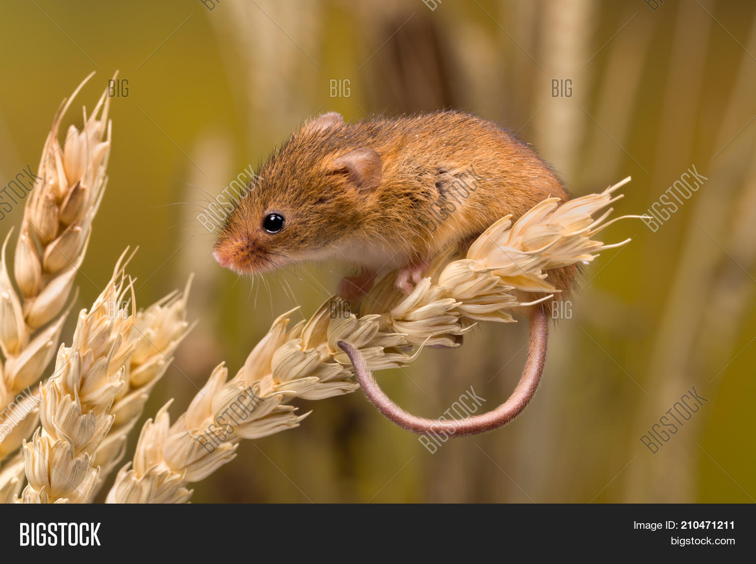 Micromys Minutus Image & Photo (Free Trial) | Bigstock