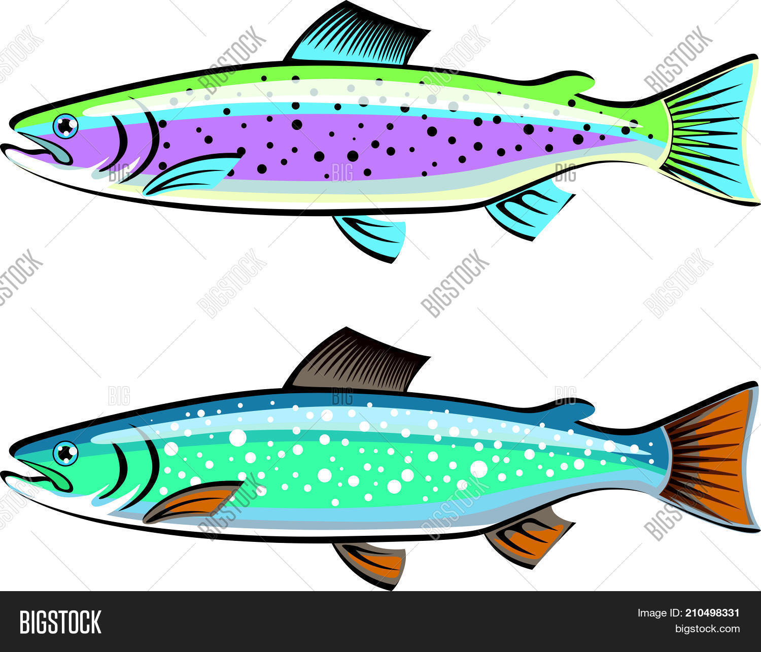 Rainbow Lake Trout Vector & Photo (Free Trial) | Bigstock