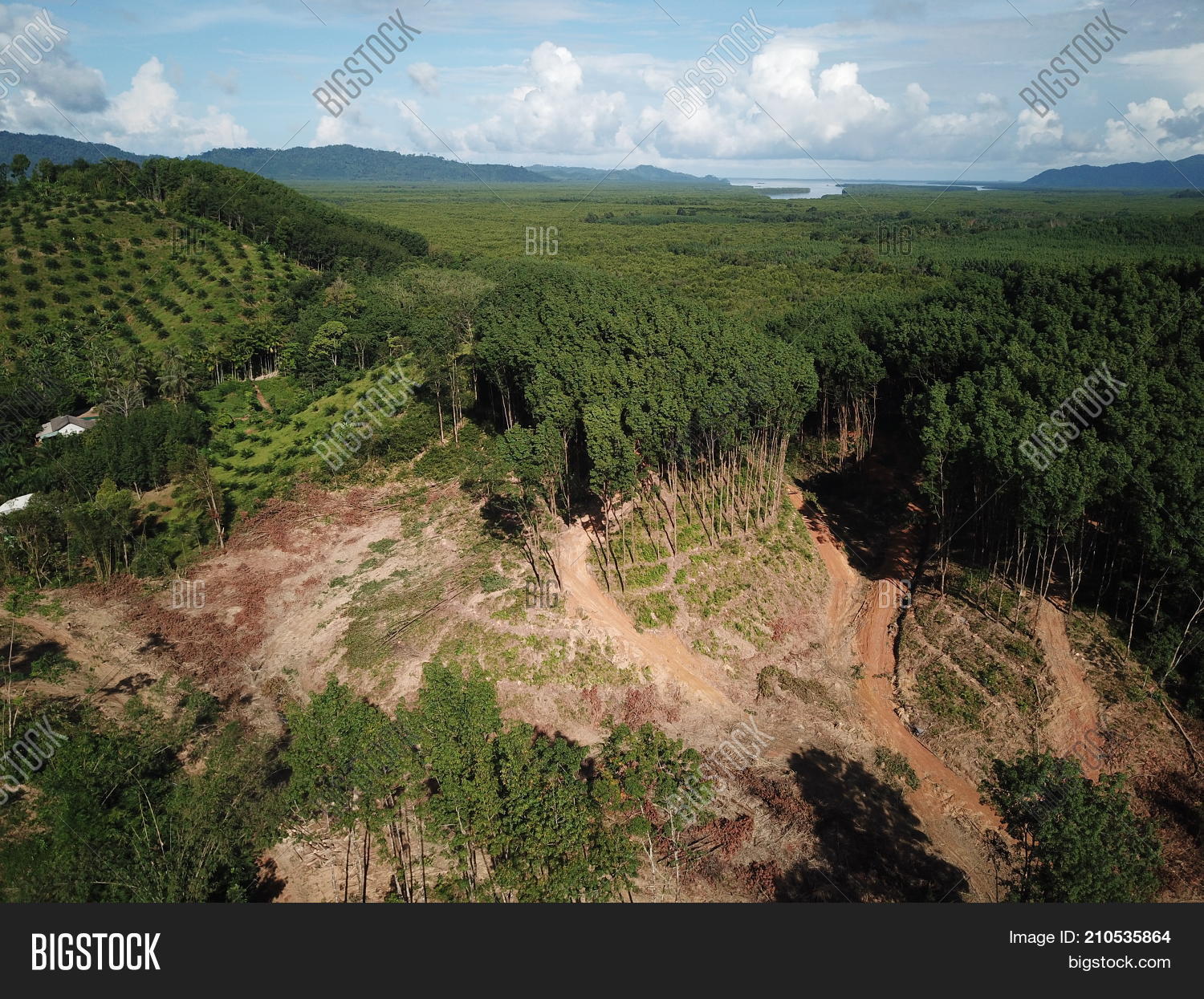 Deforestation. Logging Image & Photo (Free Trial) | Bigstock