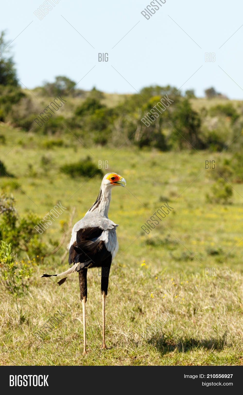 Secretary Bird Image & Photo (Free Trial) | Bigstock
