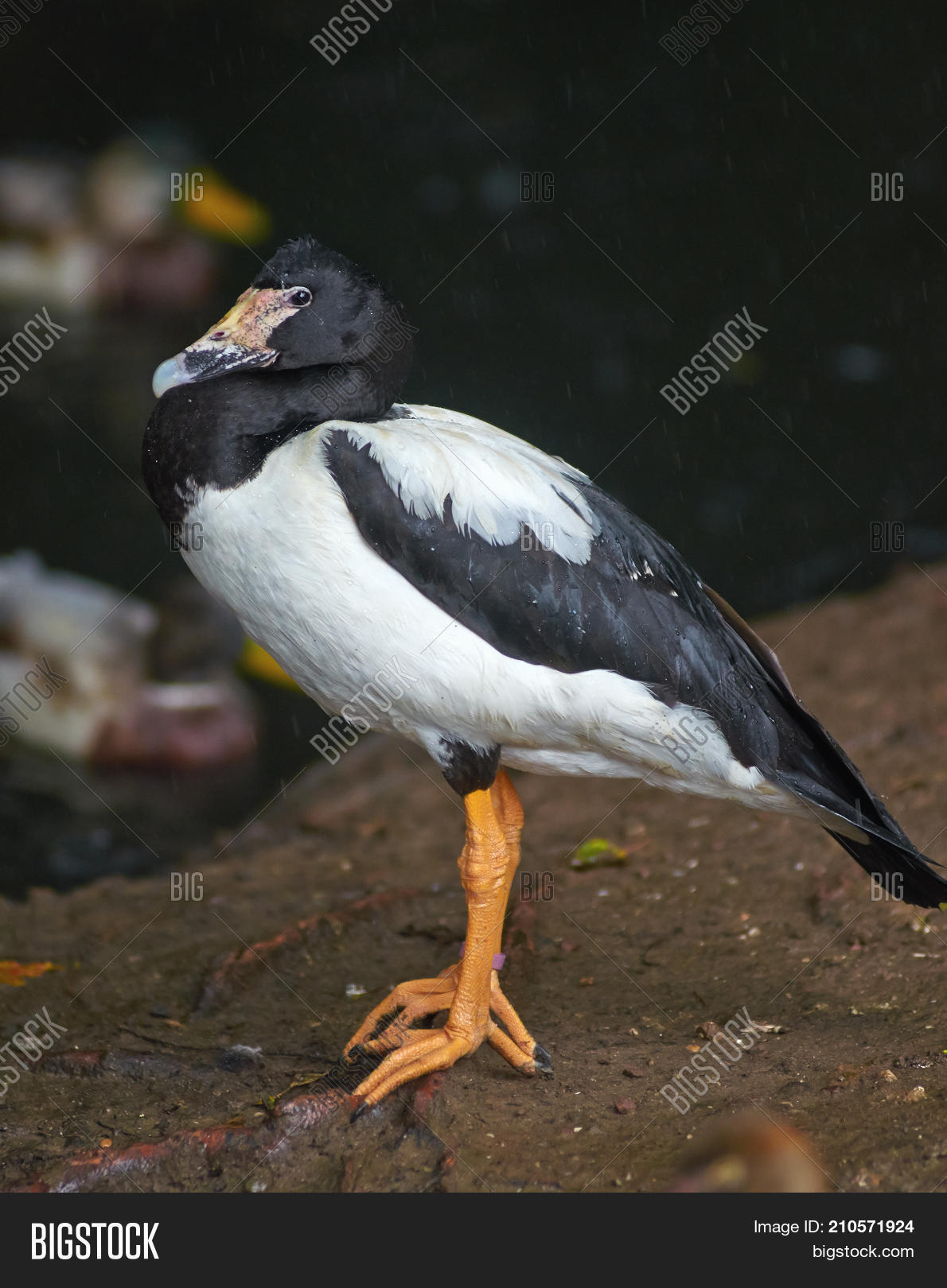 Portrait Magpie Goose Image & Photo (Free Trial) | Bigstock