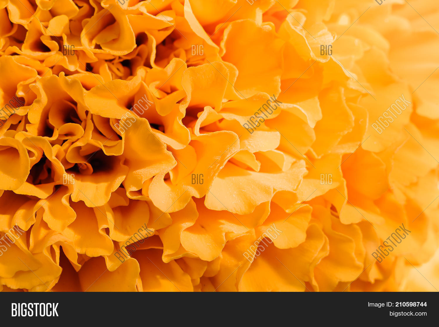 Cempasuchil Flower. Image & Photo (Free Trial) | Bigstock