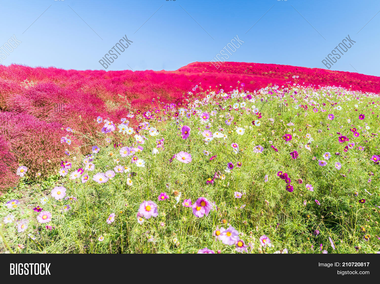 Kochia Cosmos Bush Image & Photo (Free Trial) | Bigstock