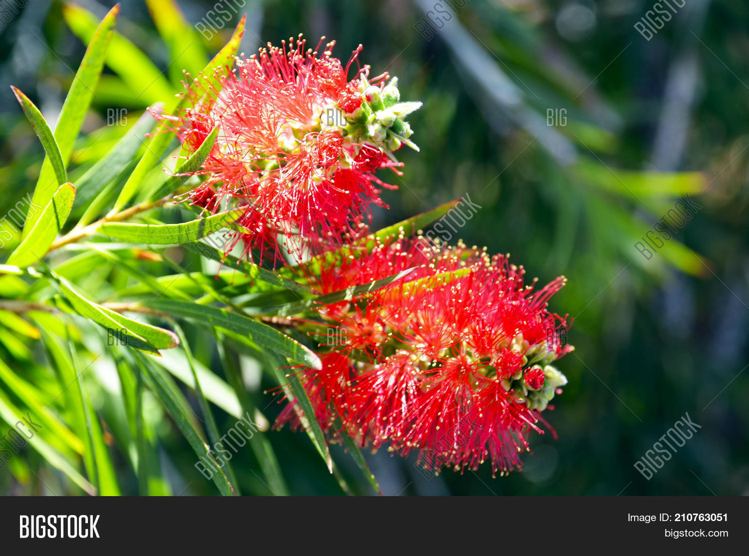 Red Callistemon Image & Photo (Free Trial) | Bigstock