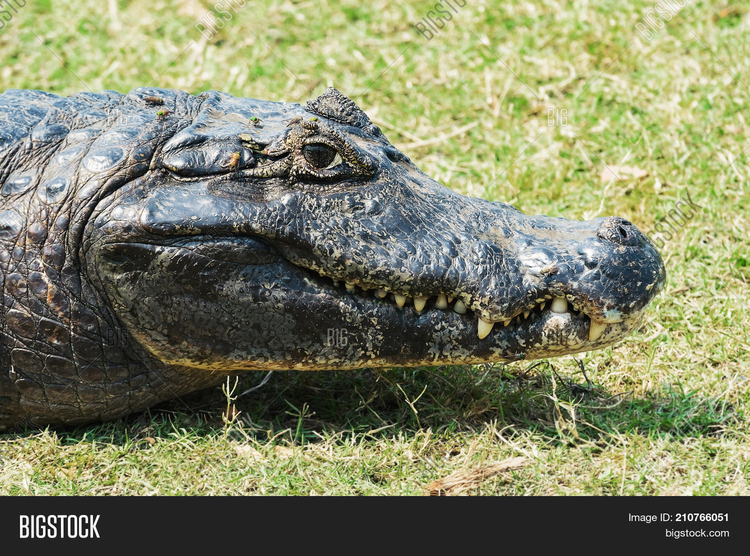 Wild Alligator Taking Image & Photo (Free Trial) | Bigstock