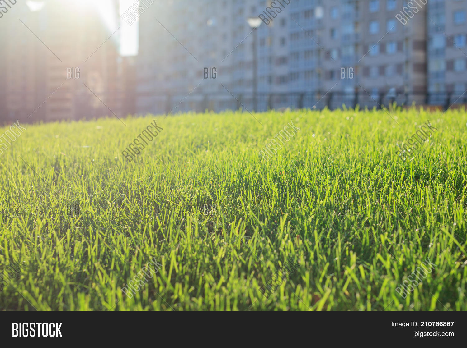 Green Lawn On Sunny Image & Photo (Free Trial) | Bigstock