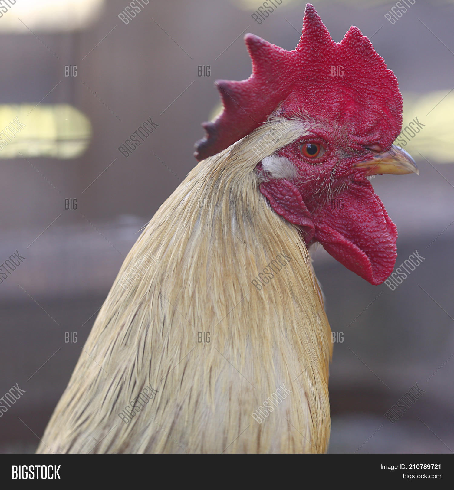 Profile Rooster Rustic Image & Photo (Free Trial) | Bigstock