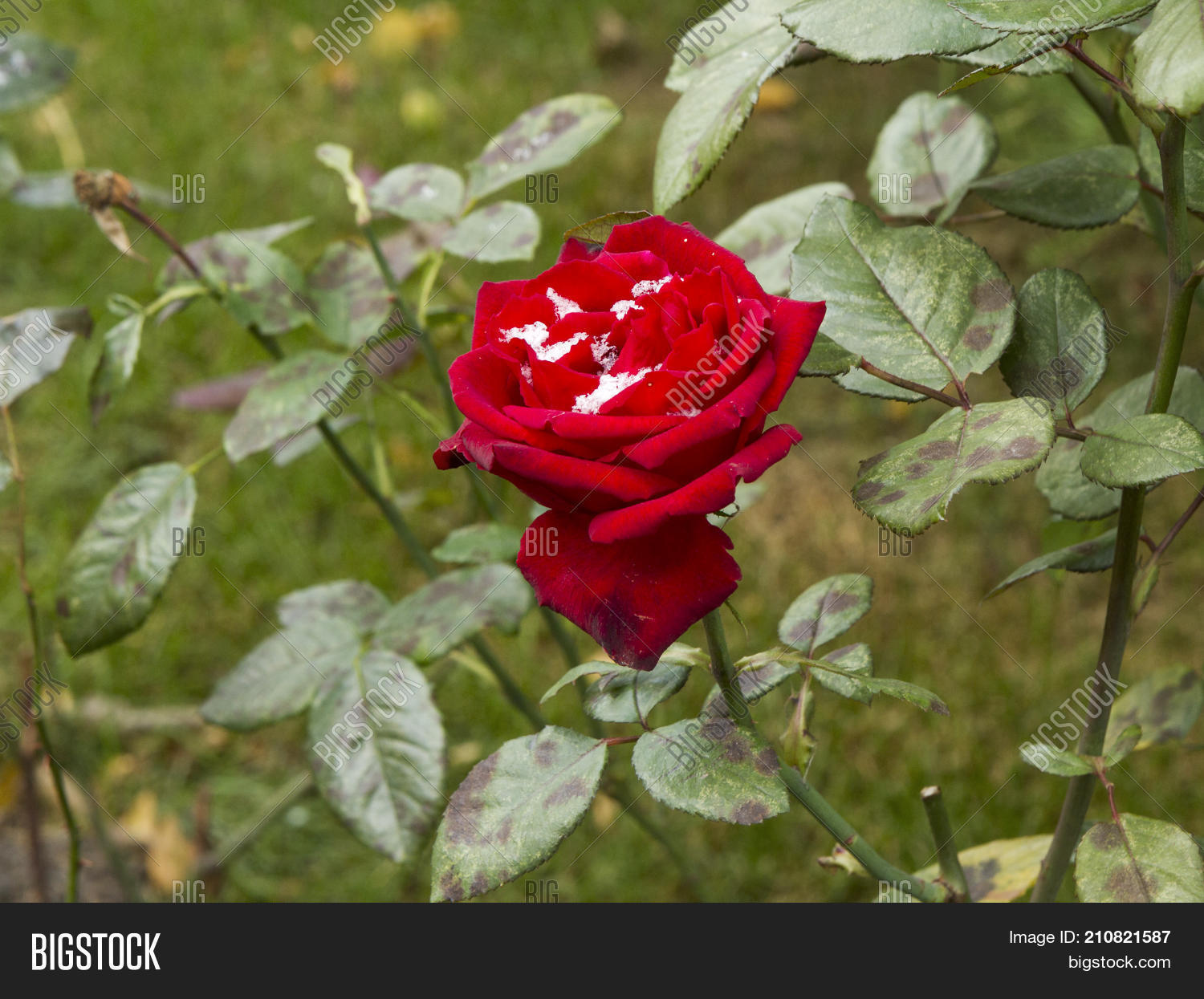 Delicate Red Roses Image & Photo (Free Trial) | Bigstock