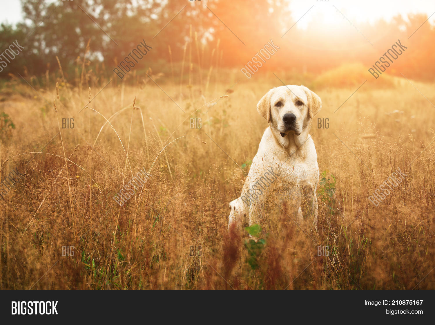 Beautiful Labrador Image & Photo (Free Trial) | Bigstock