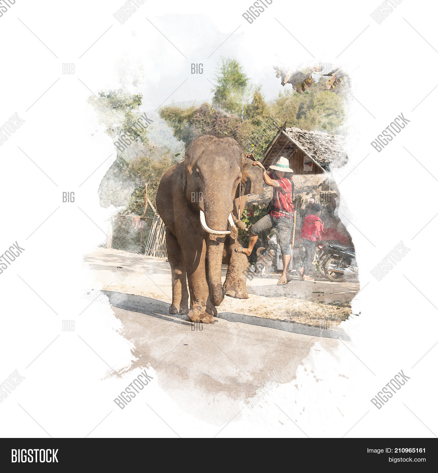 Elephant Lifts Leg Image & Photo (Free Trial) | Bigstock