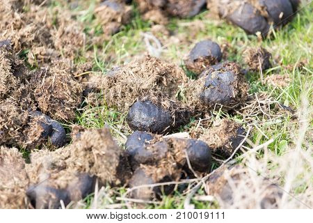 Horse Poo . Park Image & Photo (Free Trial) | Bigstock
