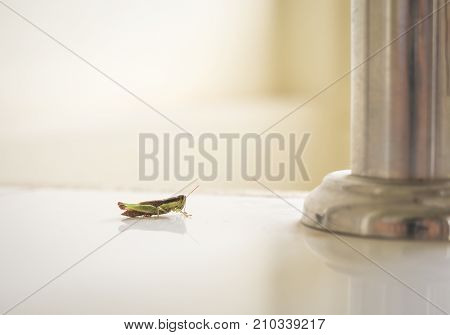 Grasshopper Inside Image & Photo (Free Trial) | Bigstock