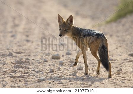 Black Backed Jackal Image & Photo (Free Trial) | Bigstock